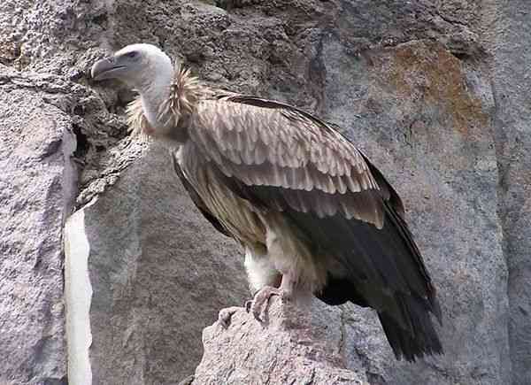 Beloglavi sup - Gyps fulvus